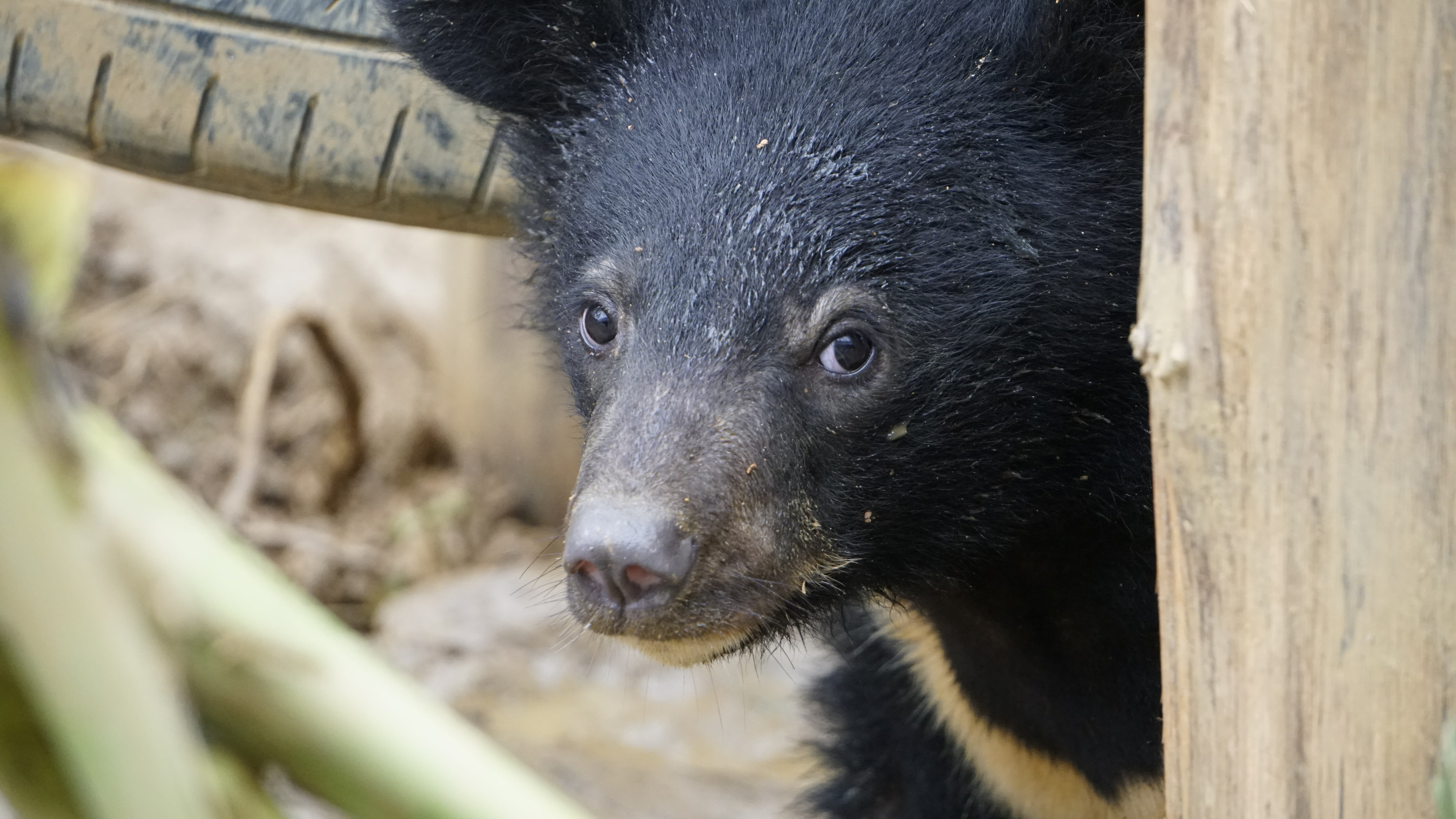 FOUR PAWS Save Bear Cubs Nikko and Nara | Ponderings